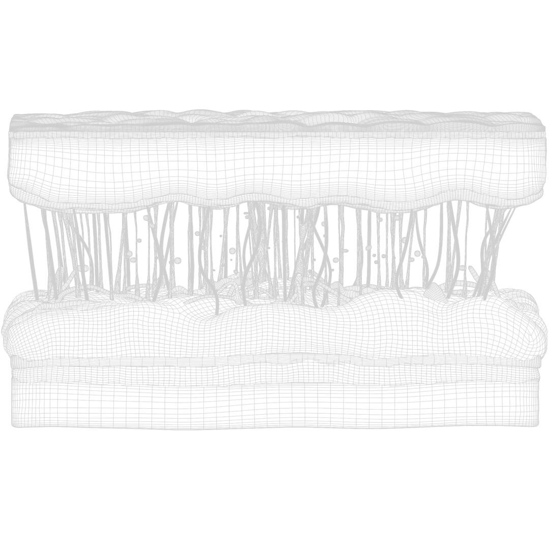 Skin Cross Section - 3D Model by zames1992d