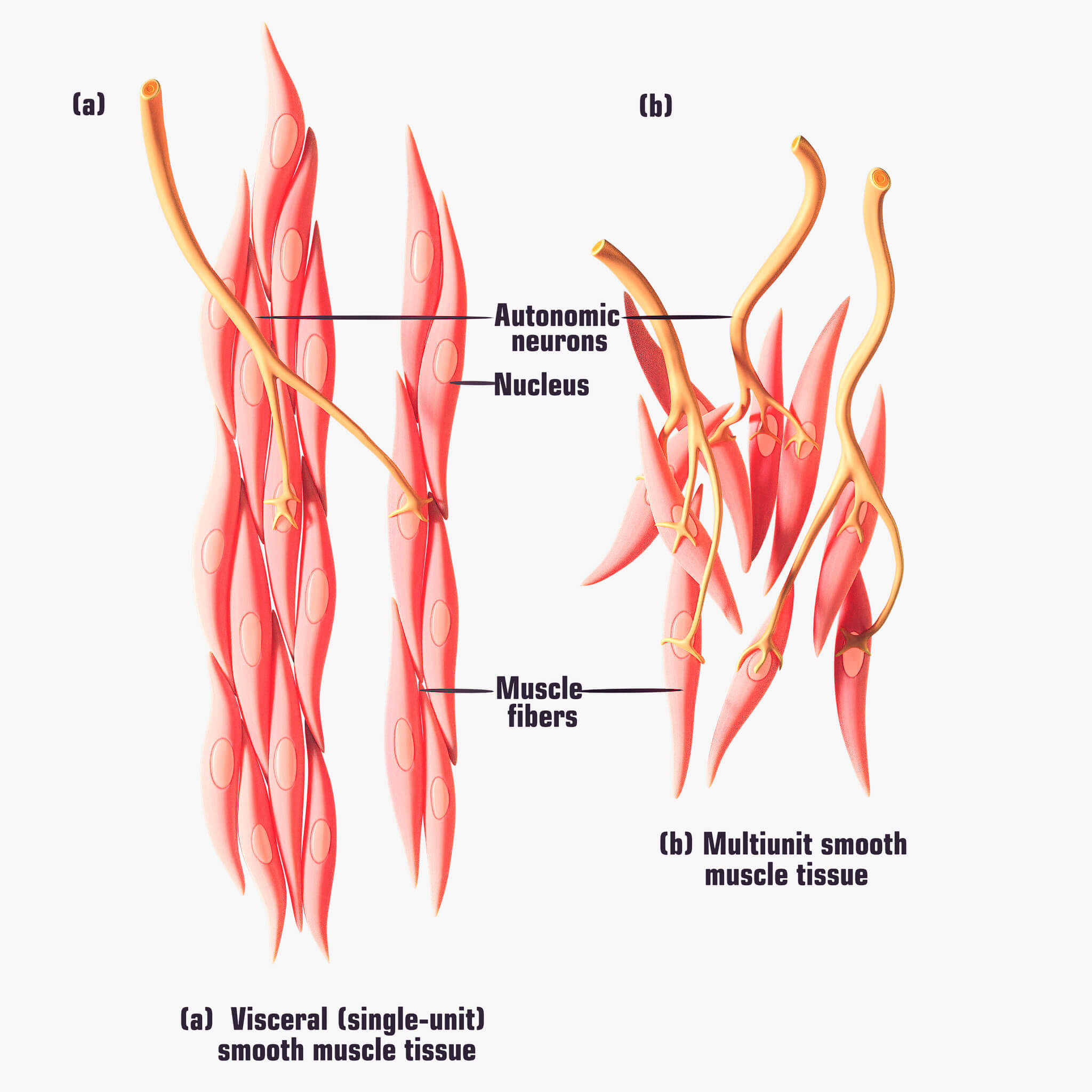 Smooth Muscle Cell Structure smooth-muscle-cell-structure