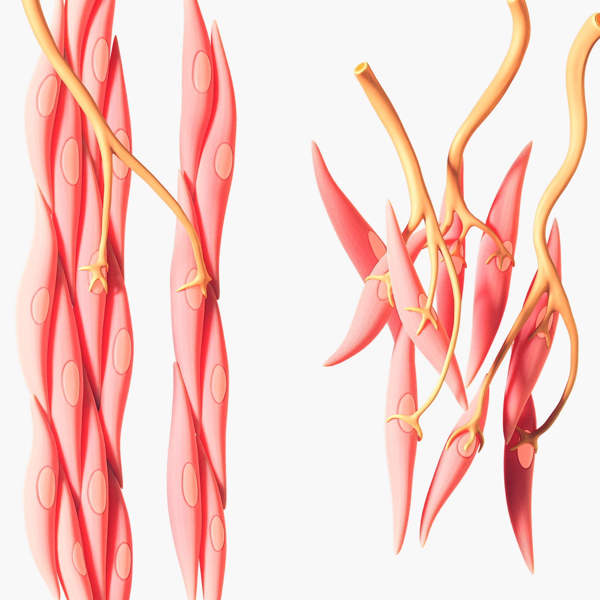 Smooth Muscle Anatomy - 3D Model by zames1992d