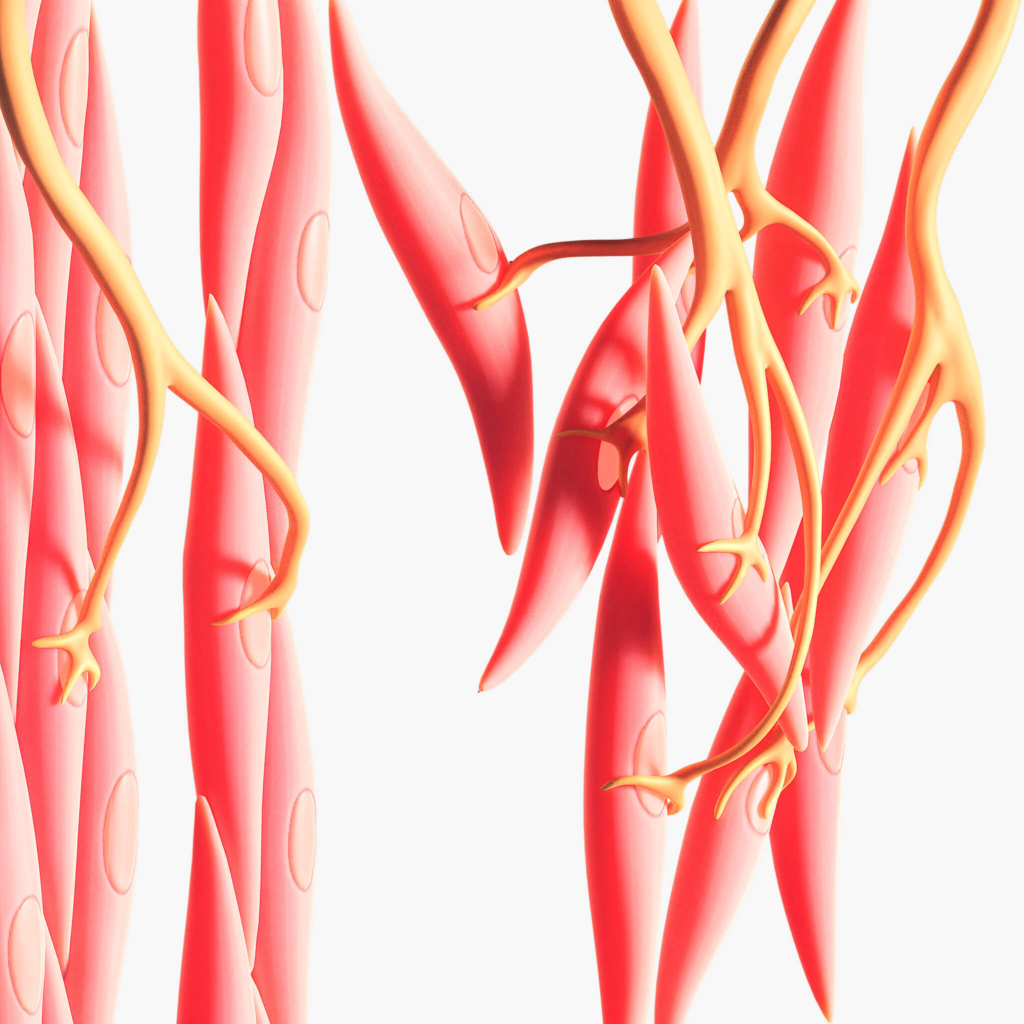 Smooth Muscle Anatomy - 3D Model by zames1992d