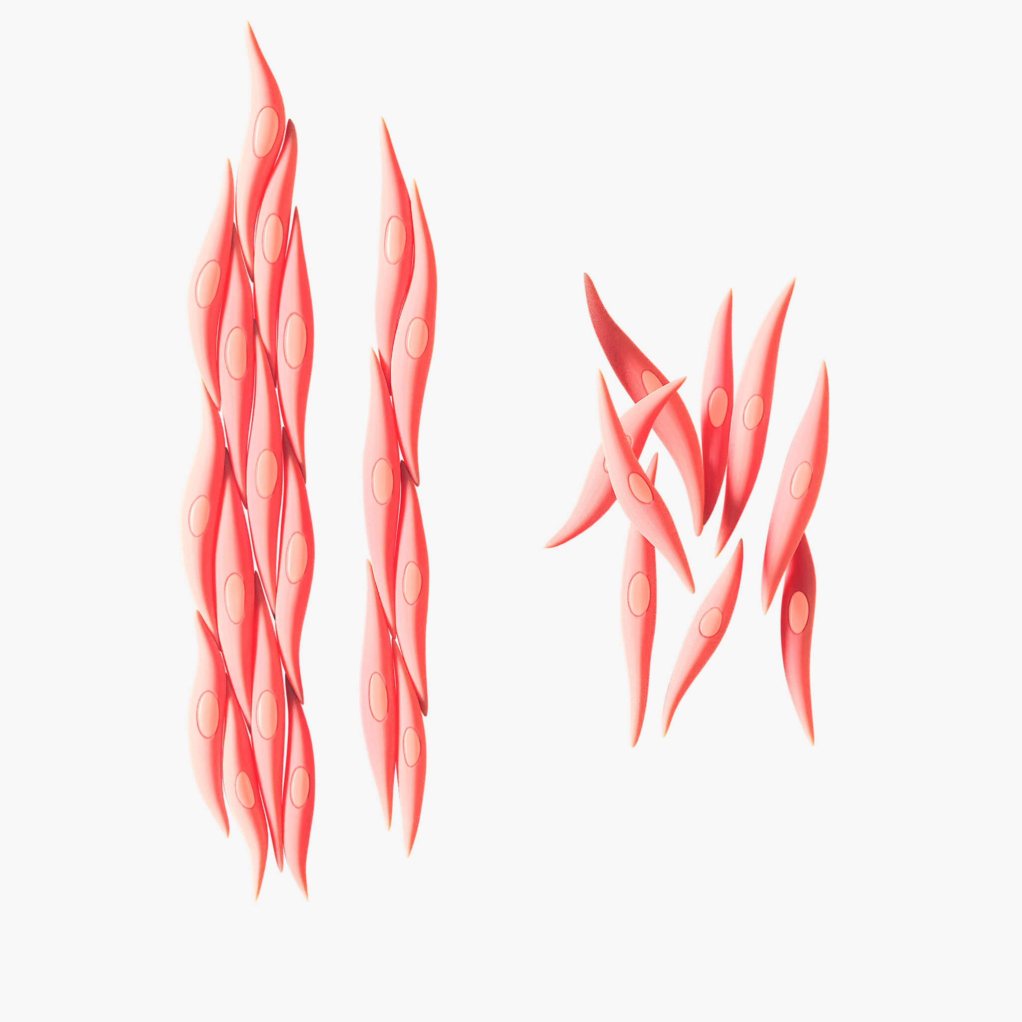 Smooth Muscle Anatomy - 3D Model by zames1992d