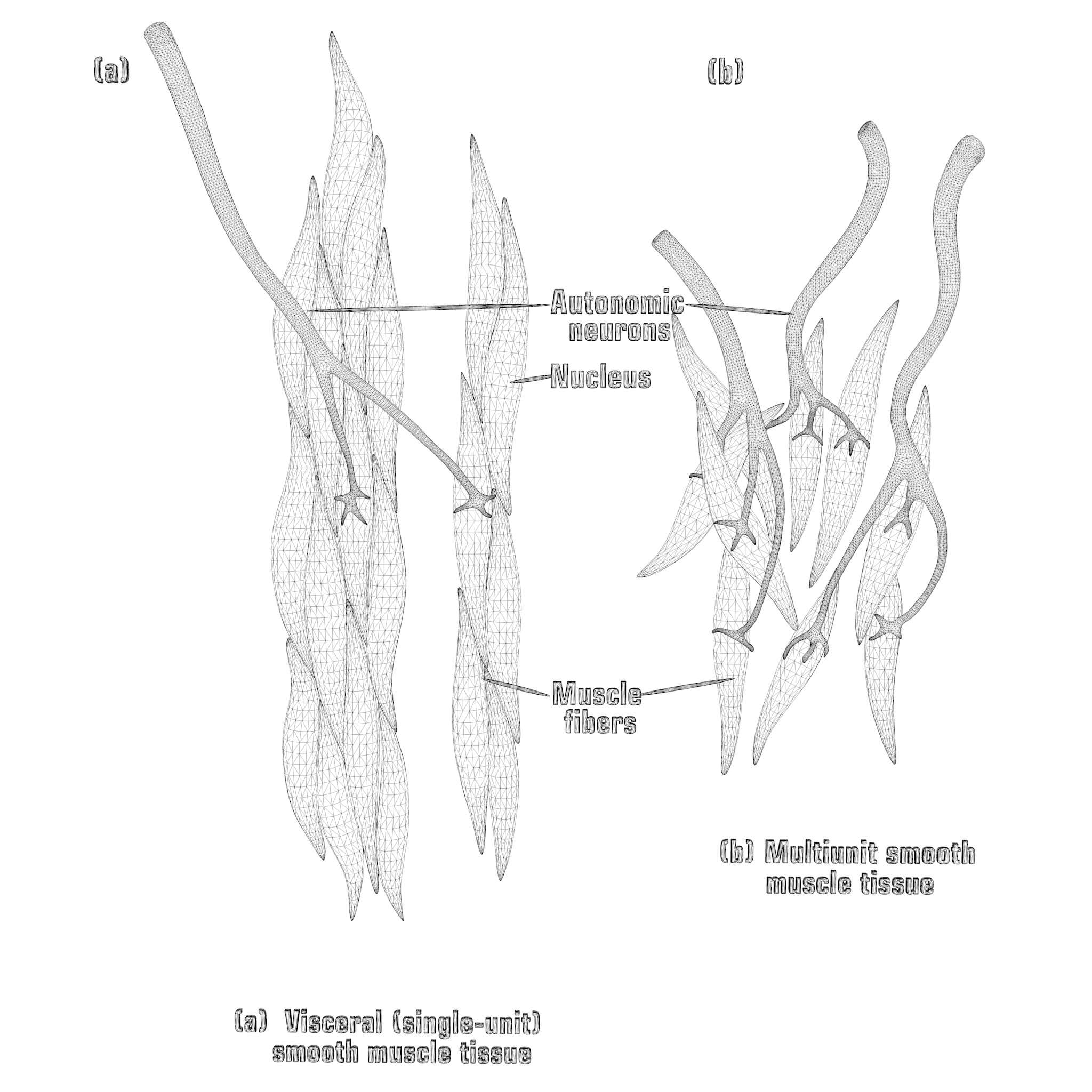 Smooth Muscle Anatomy - 3D Model by zames1992d