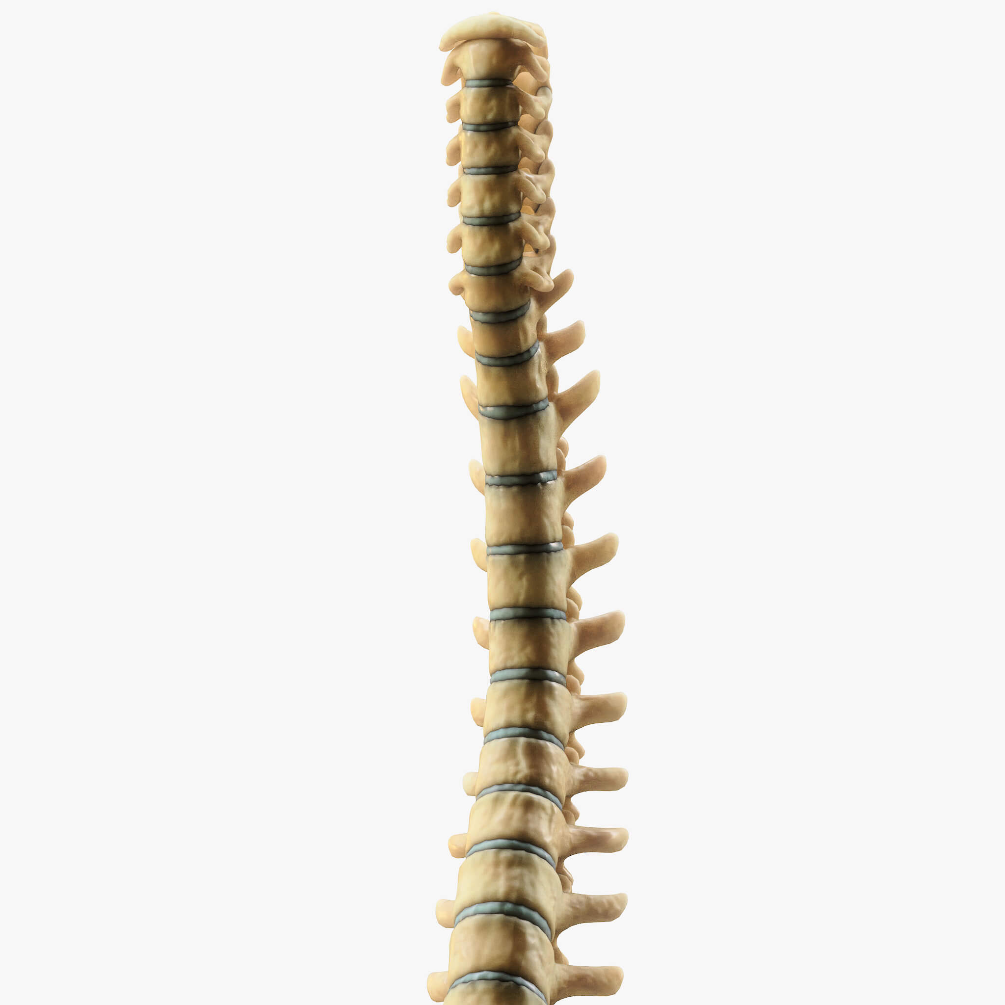 Spine Anatomy - 3D Model by zames1992d