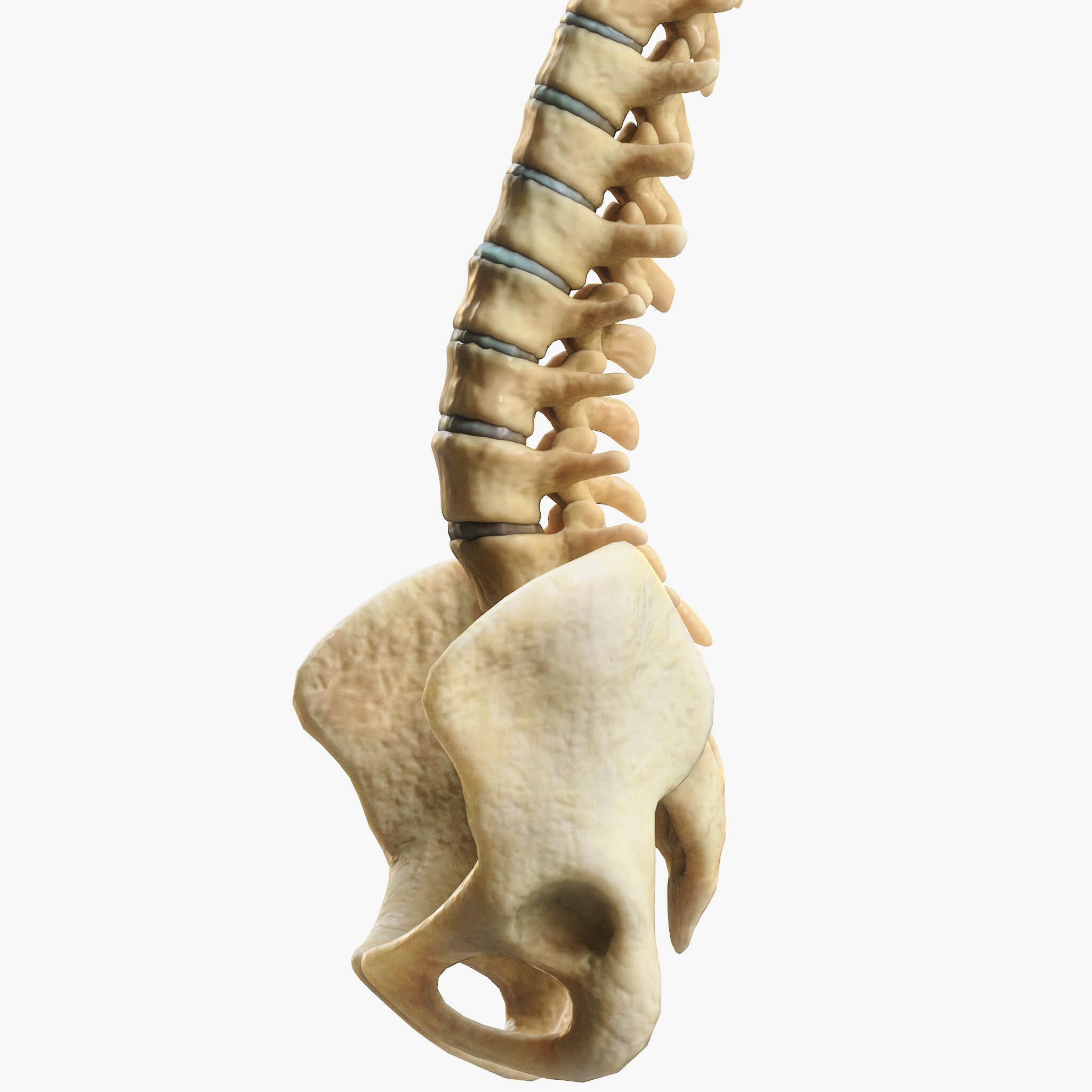 Real Human Spine