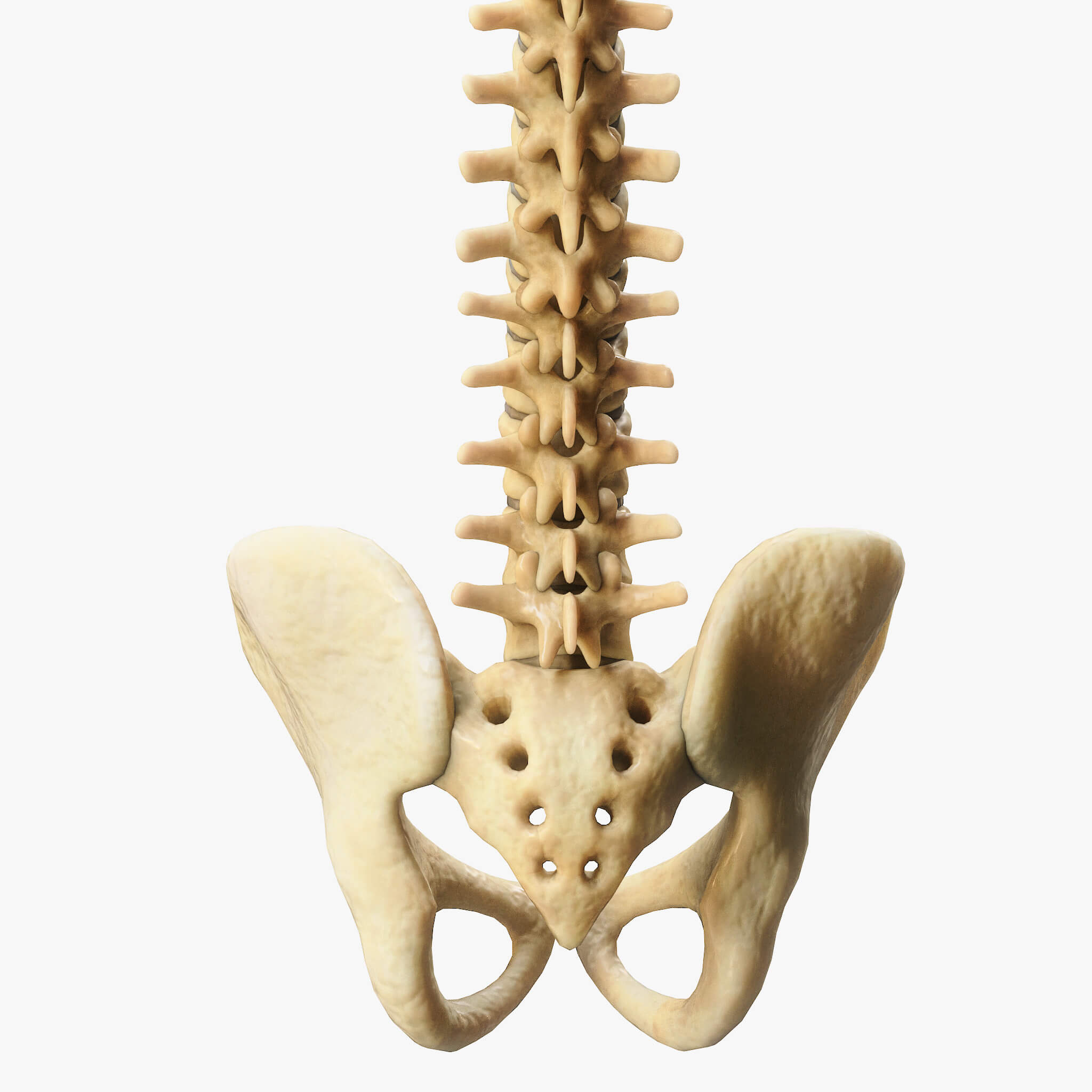 Spine Anatomy - 3D Model by zames1992d