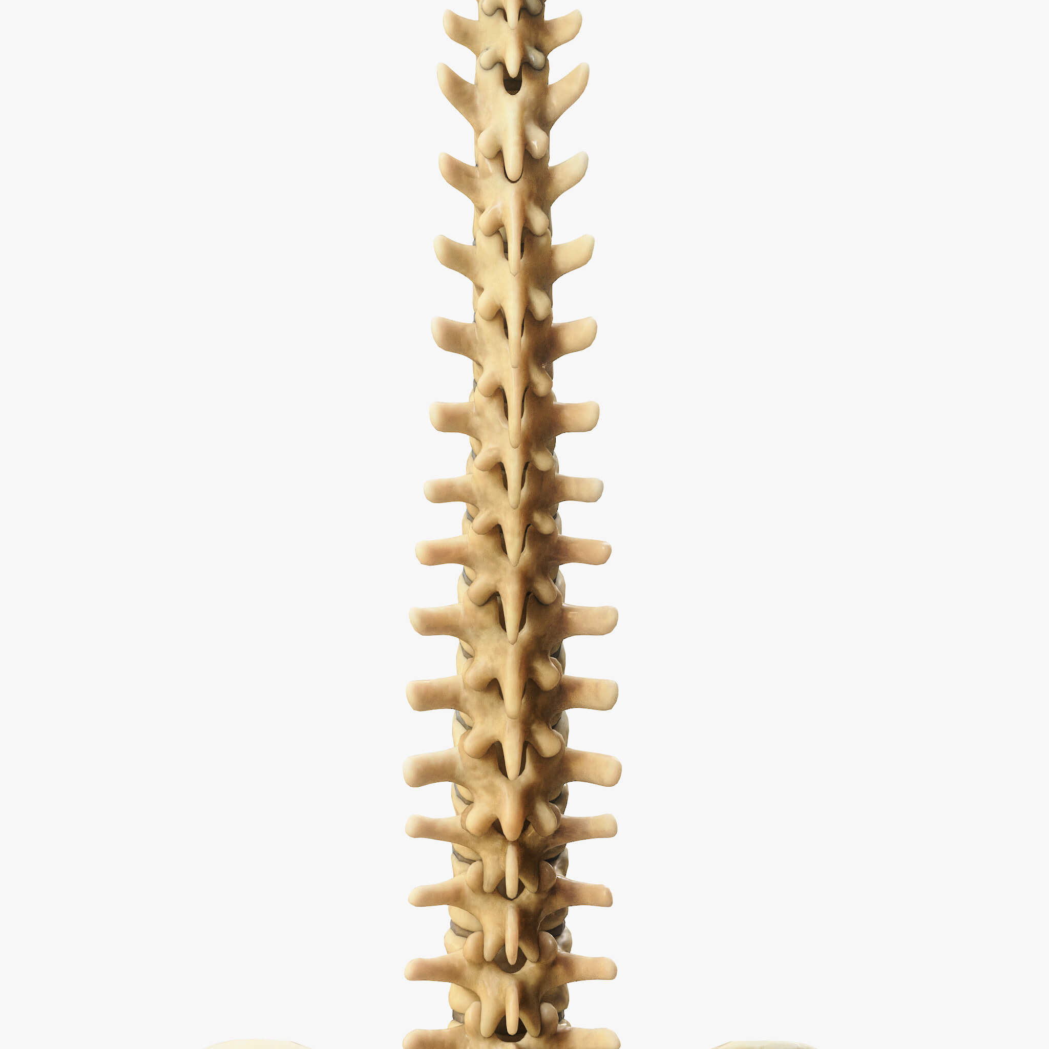 Spine Anatomy - 3D Model by zames1992d