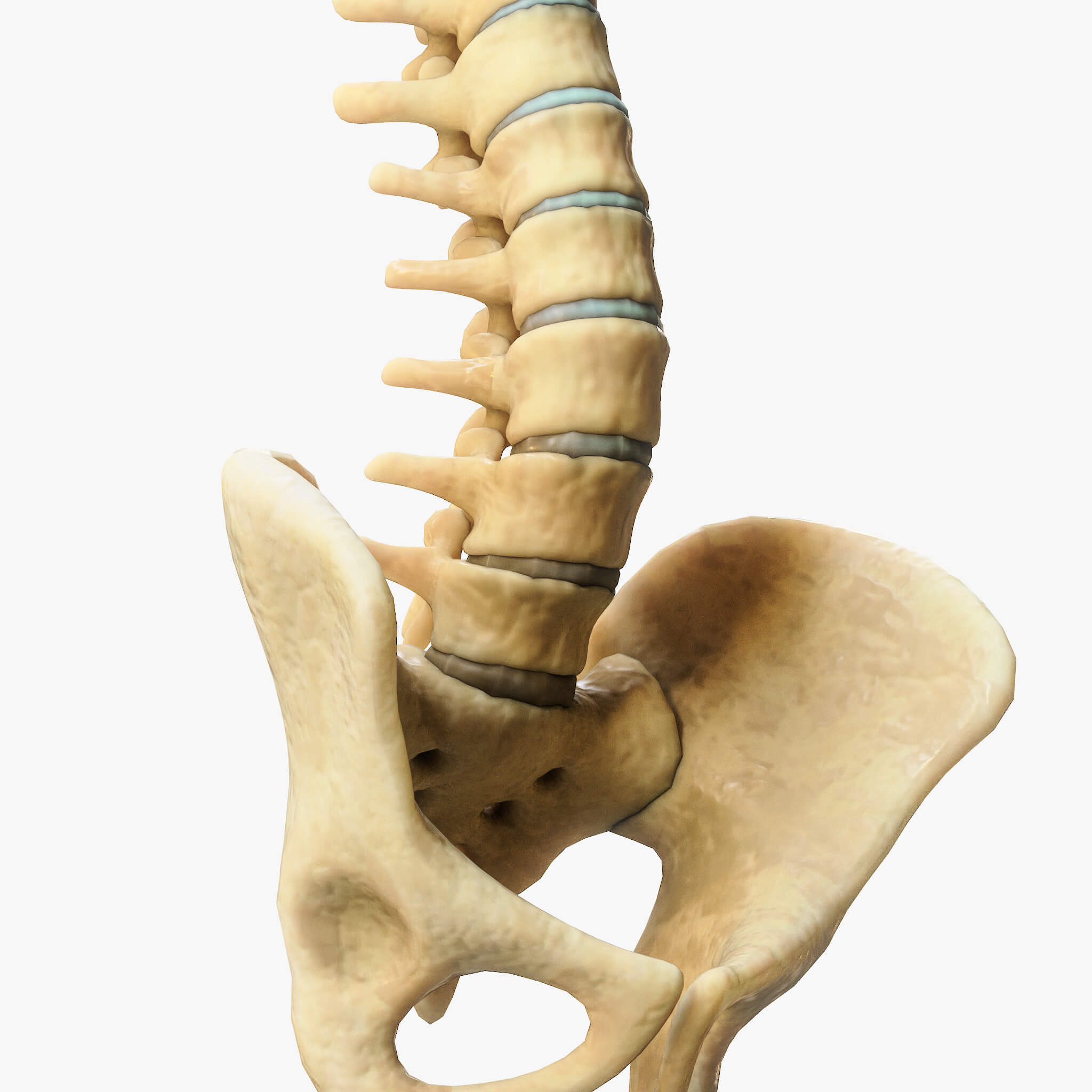 Spine Anatomy - 3D Model by zames1992d