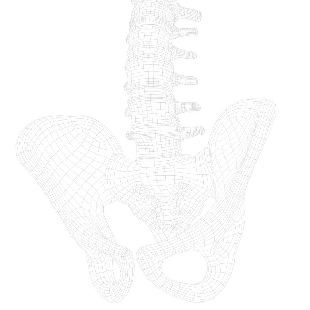 Spine Anatomy - 3D Model by zames1992d