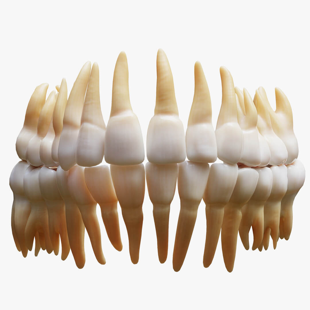 Tooth Structure Bone Anatomy - 3D Model by zames1992d
