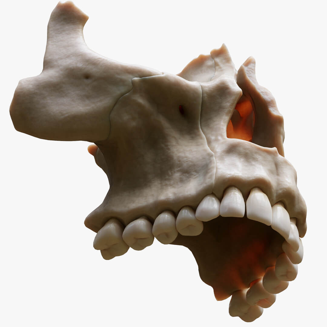 Tooth Structure Bone Anatomy - 3D Model by zames1992d