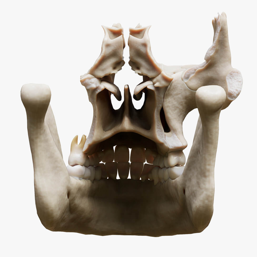 Tooth Structure Bone Anatomy - 3D Model by zames1992d