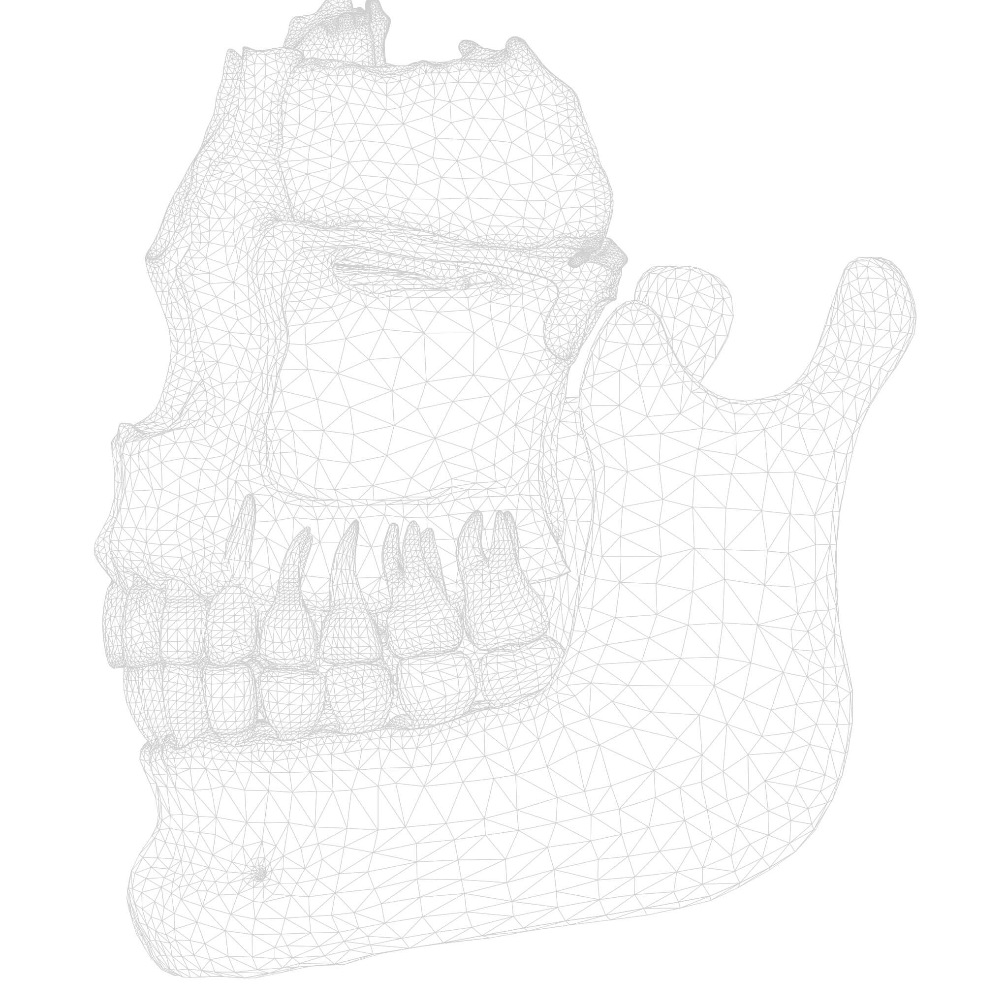 Tooth Structure Bone Anatomy - 3D Model by zames1992d