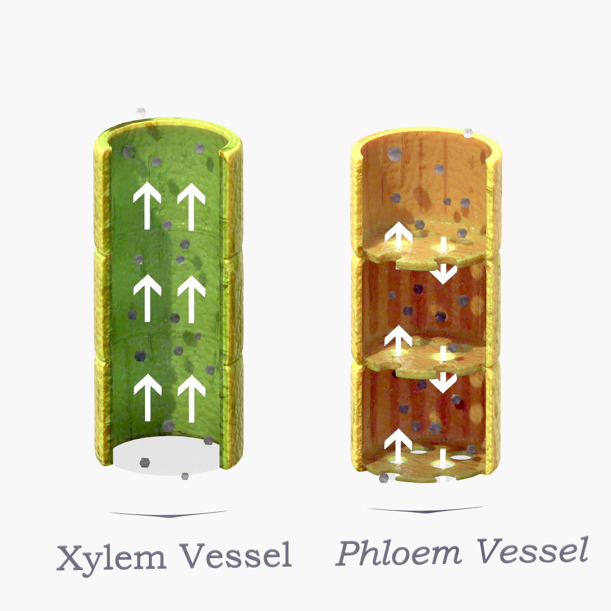 Vascular Tissue System in Plants - 3D Model by zames1992d