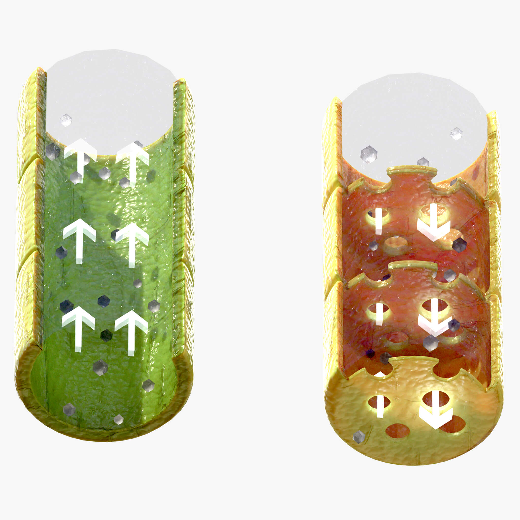 Vascular Tissue System in Plants - 3D Model by zames1992d