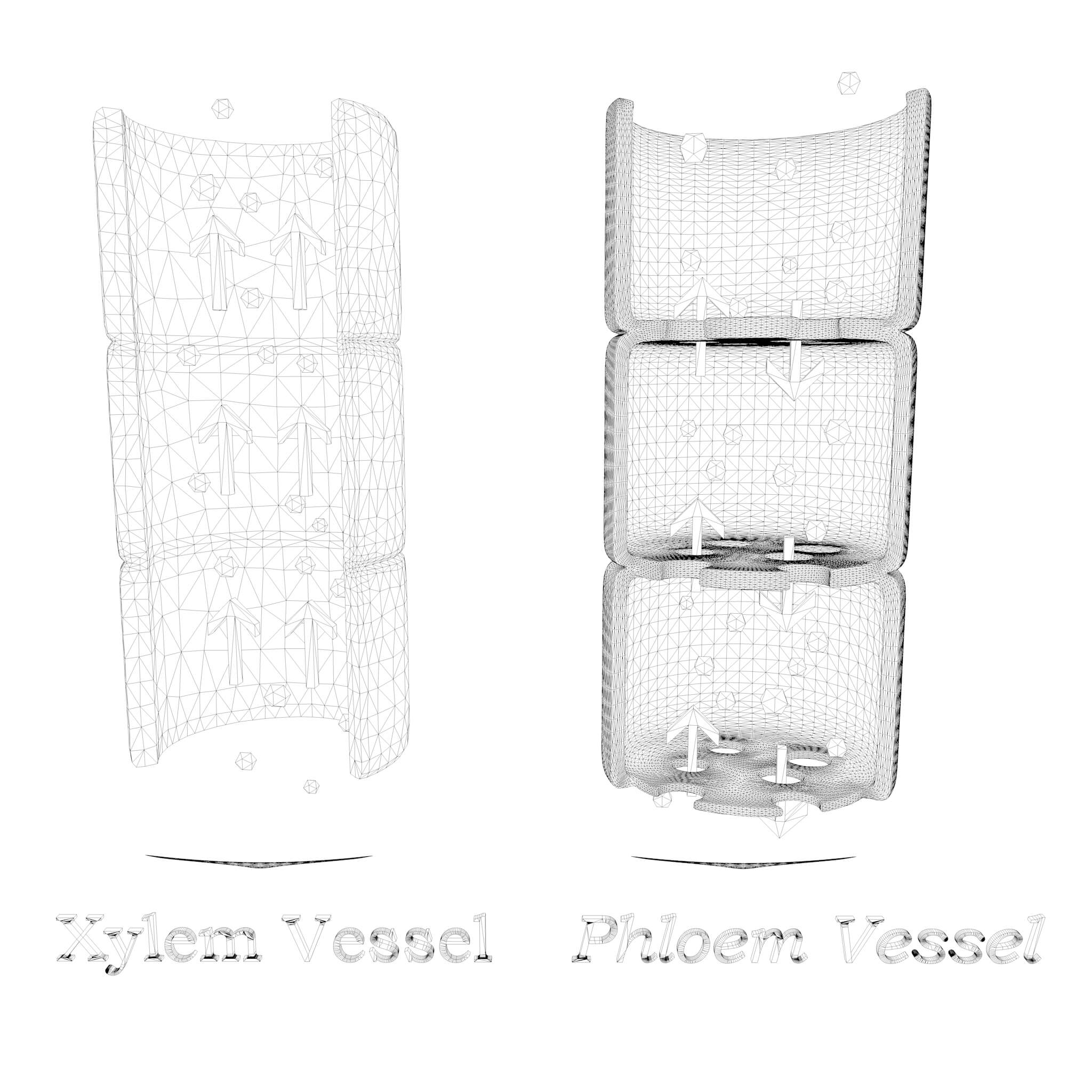Vascular Tissue System in Plants - 3D Model by zames1992d