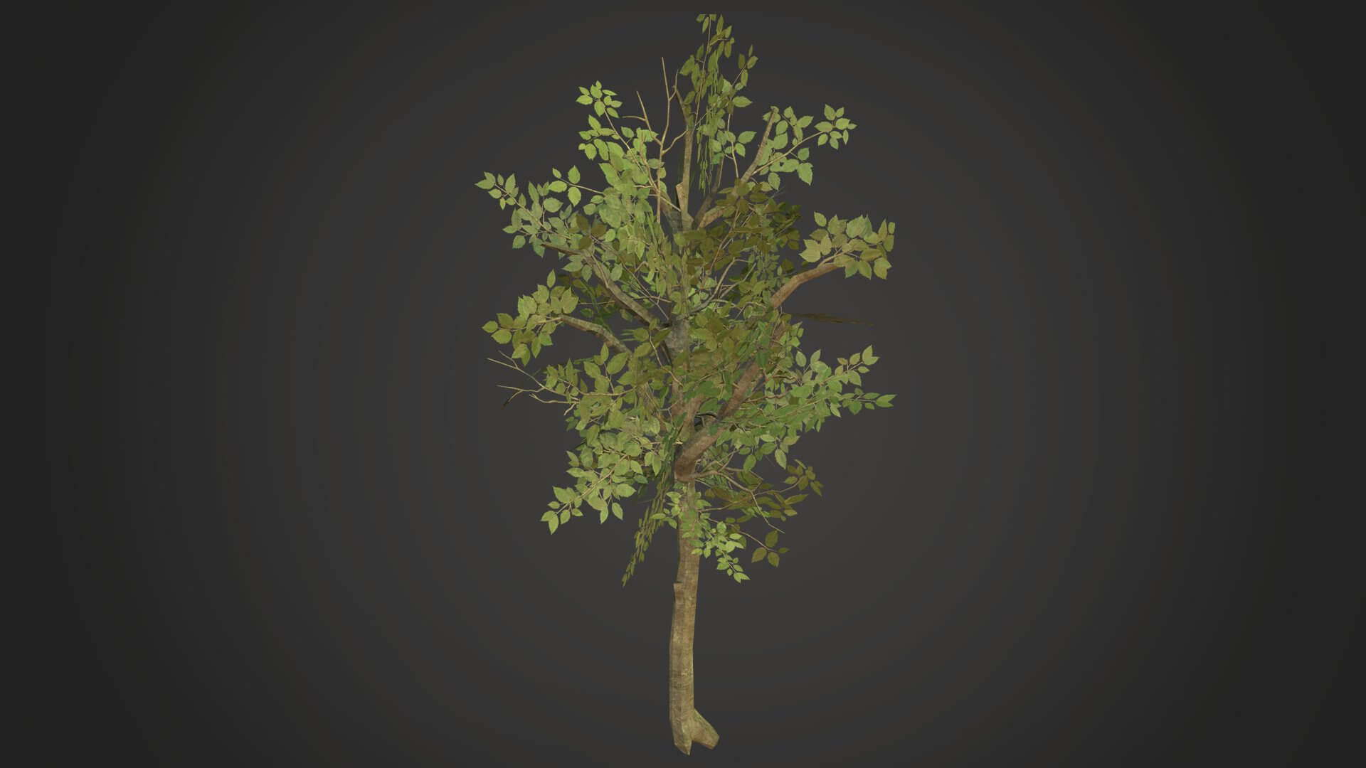 Tree with Leaf - 3D Model by Zelad